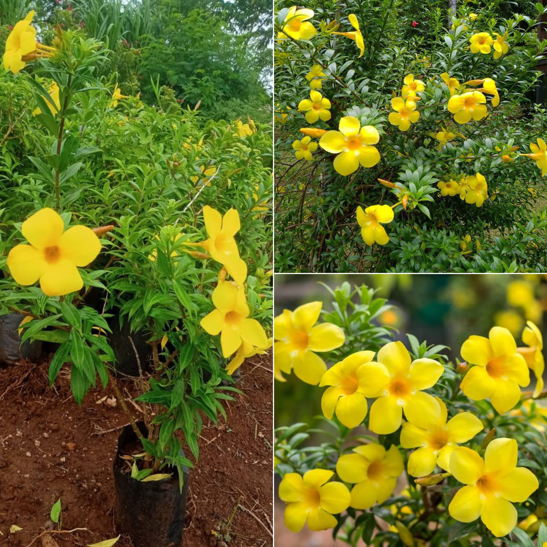 Allamanda dwarf flower – ROOTFUEL